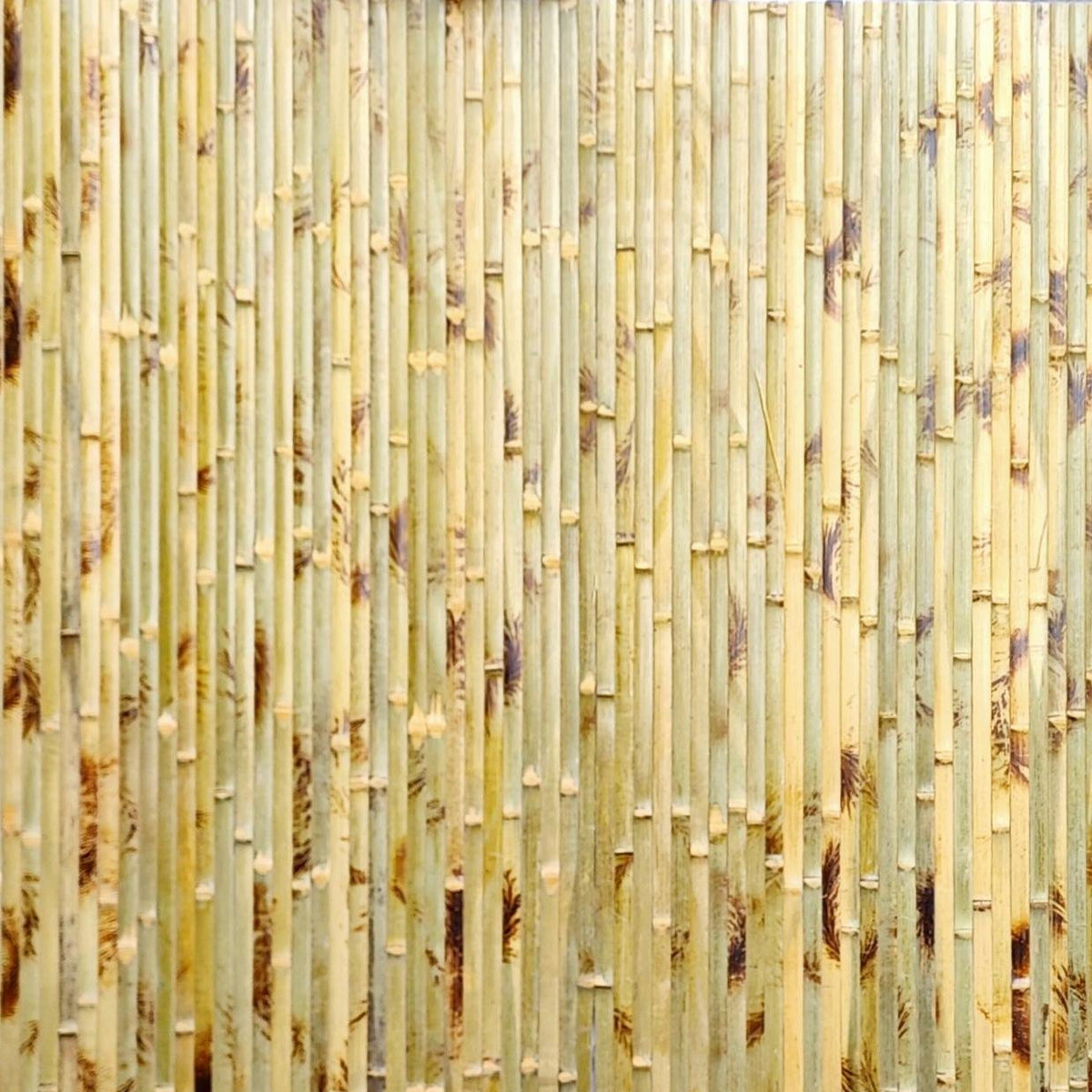 Bamboo Wall Paneling – Bamboo Toronto Store